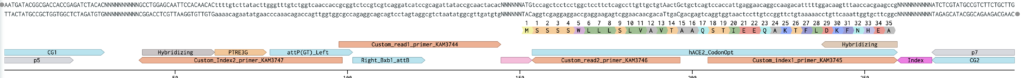 Dual index on Miseq and Nextseq - Matreyek Lab