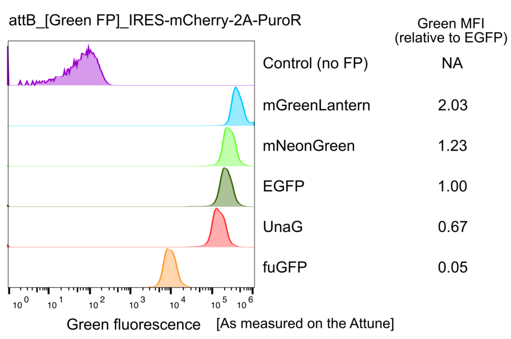 Green FPs in HEK293T cells - Matreyek Lab