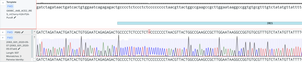 Consistent Plasmidsaurus sequencing miscalls - Matreyek Lab
