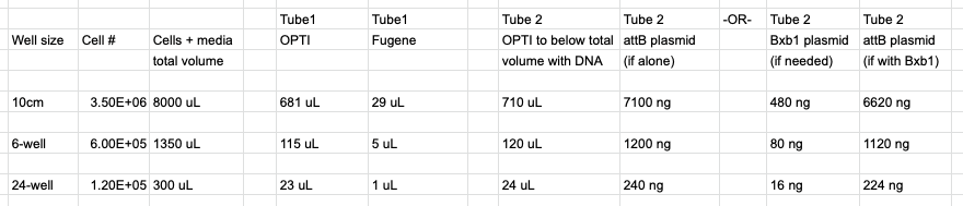 HEK 293T Bxb1 Landing Pad recombination protocol - Matreyek Lab