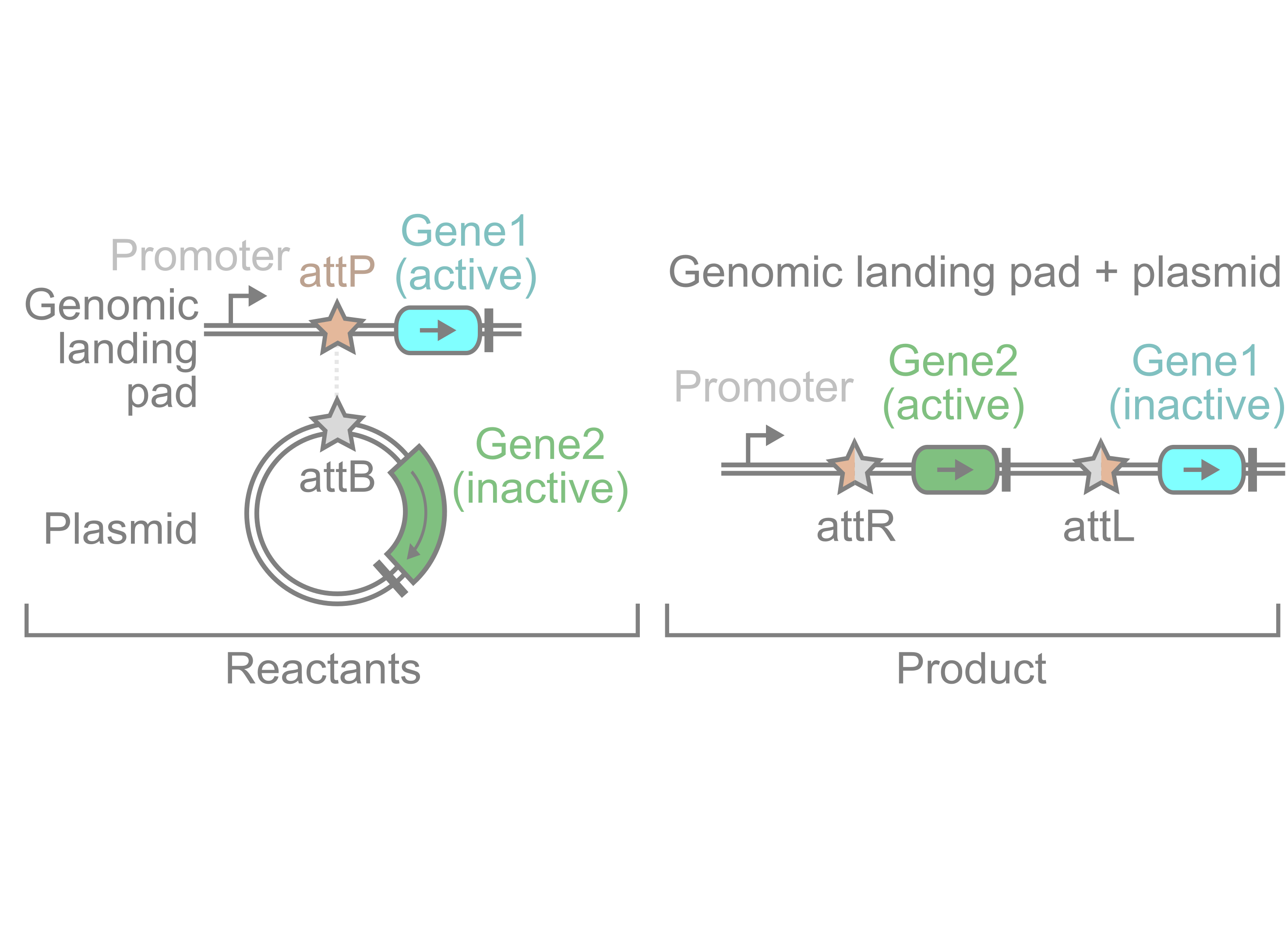 Cell Engineering - Matreyek Lab