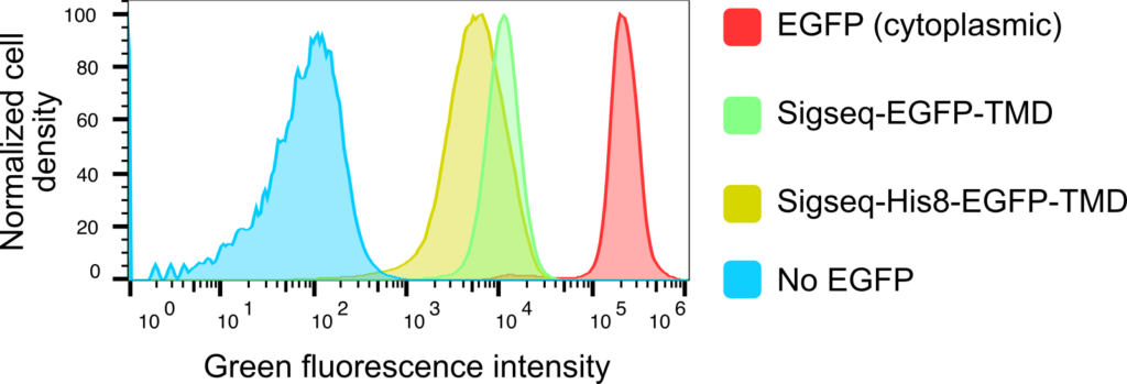 Cell surface FP brightness - Matreyek Lab