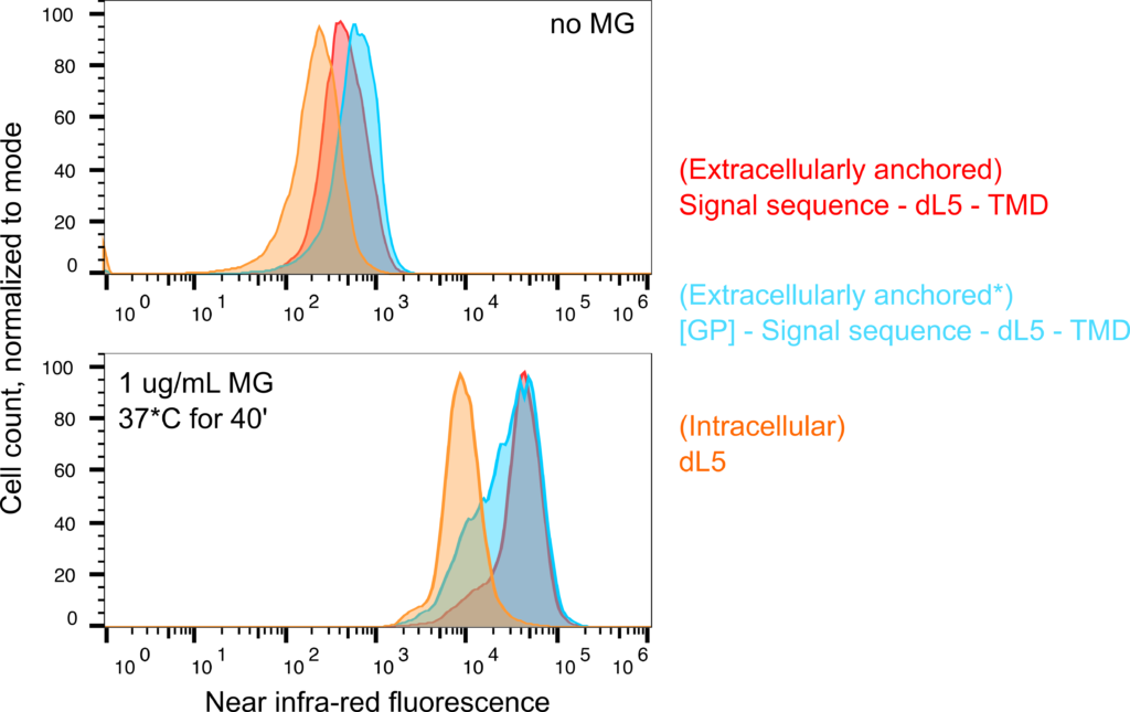 Cell surface localization assay - Matreyek Lab